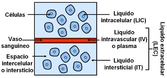 Sistema Urogenital | Sistemas del Cuerpo Humano Sistema Urogenital | Sistemas del Cuerpo Humano